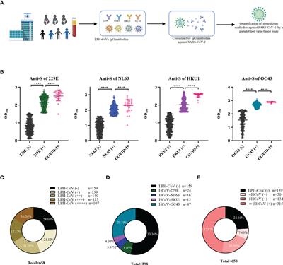 Frontiers | Pre-existing humoral immunity to low pathogenic human ...