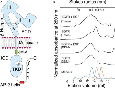Frontiers | Allosteric activation of preformed EGF receptor dimers by a ...