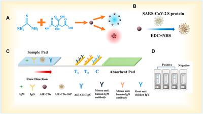 Frontiers | Development of fluorescent lateral flow immunoassay for ...