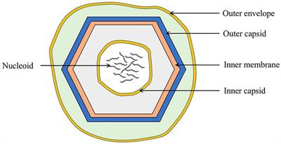 Frontiers | Structure and function of African swine fever virus ...