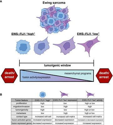 Frontiers | The importance of fusion protein activity in Ewing sarcoma ...
