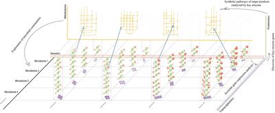 Frontiers | Advances in fermented foods revealed by multi-omics: A new ...