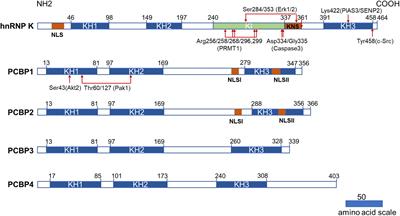 Frontiers | Poly(rC)-binding proteins as pleiotropic regulators in ...
