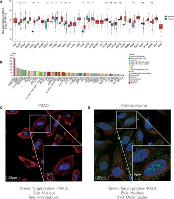 Frontiers | Systematic pan-cancer analysis identifies RALA as a tumor ...