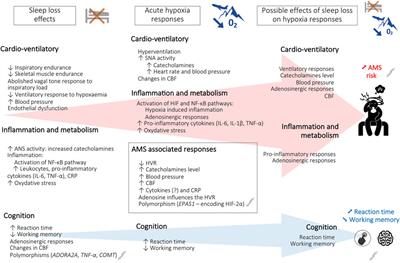 Frontiers | Sleep loss effects on physiological and cognitive responses ...