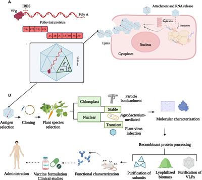 Frontiers | Plant-made poliovirus vaccines – Safe alternatives for ...