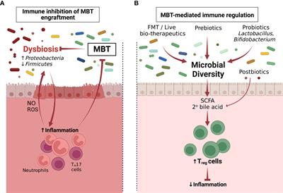 Frontiers | Immunological consequences of microbiome-based therapeutics