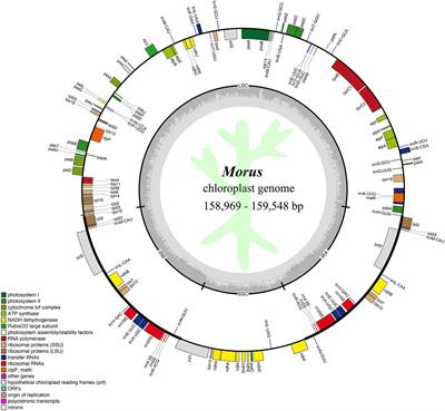 Frontiers | Comparative and phylogenetic analyses of the chloroplast ...