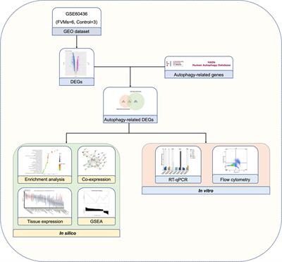 Frontiers | Autophagy and senescence of rat retinal precursor cells ...