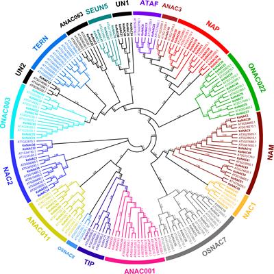 Frontiers | Comprehensive analysis of the NAC transcription factor gene ...
