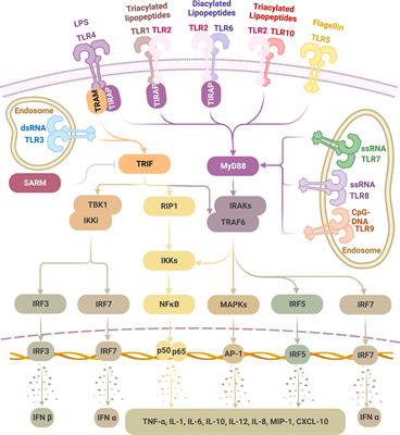 Frontiers | Toll-like receptor-targeted anti-tumor therapies: Advances ...