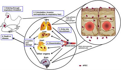 Frontiers | Characteristics, pathogenic mechanism, zoonotic potential ...