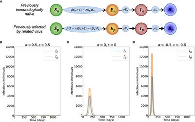 Frontiers | The impact of cross-reactive immunity on the emergence of ...