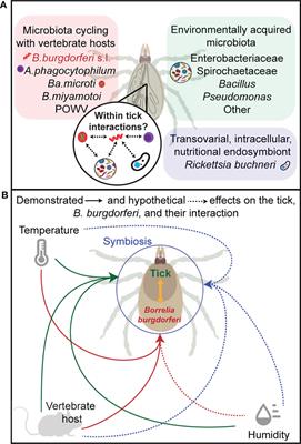 Frontiers | The environment, the tick, and the pathogen – It is an ensemble