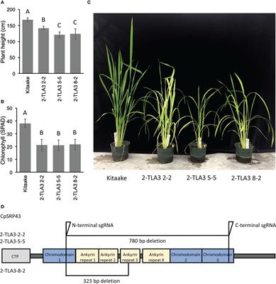 Frontiers | Photosynthesis in rice is increased by CRISPR/Cas9-mediated ...