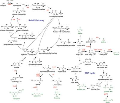 Ribulose Monophosphate Pathway