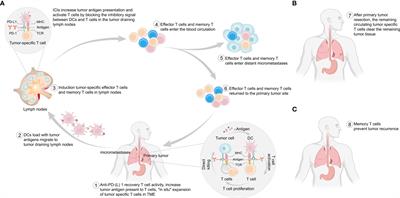 Frontiers | Neoadjuvant immunotherapy for resectable esophageal cancer ...