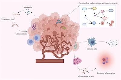 Frontiers | The effect of the intratumoral microbiome on tumor ...