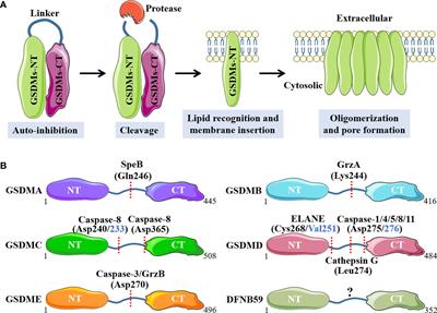 Frontiers | Intestinal Gasdermins for regulation of inflammation and ...