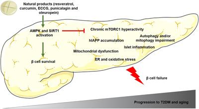 Frontiers | Targeting pancreatic beta cell death in type 2 diabetes by ...