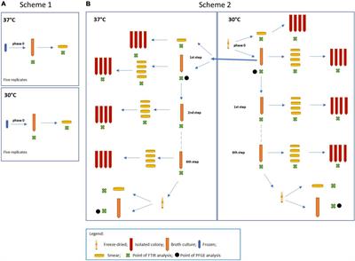 Frontiers | In-process real-time probiotic phenotypic strain identity ...