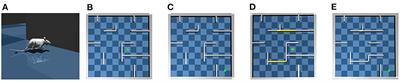 Frontiers | A computational model of learning flexible navigation in a ...