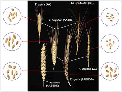 Frontiers | Wheat quality: A review on chemical composition ...