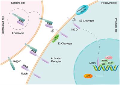 Frontiers | Single-cell transcriptomics: A new tool for studying ...