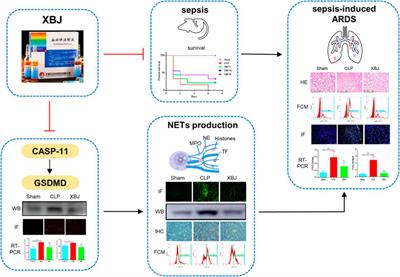 Frontiers | Xuebijing injection inhibited neutrophil extracellular ...