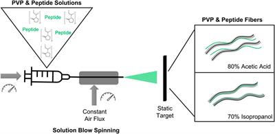 Frontiers | Solvent modulation in peptide sub-microfibers obtained by ...