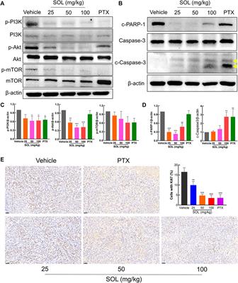 Frontiers | Sanguisorba officinalis L. suppresses non-small cell lung ...