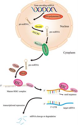 Frontiers | MicroRNAs (miRNAs): Novel potential therapeutic targets in ...