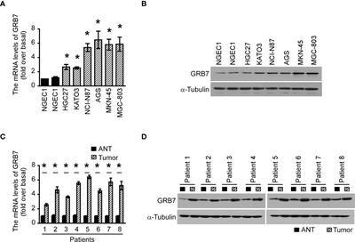 Frontiers | Up-regulated GRB7 protein in gastric cancer cells ...
