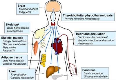 Frontiers | Use of levothyroxine in the management of hypothyroidism: A ...