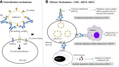 Antibody Neutralization