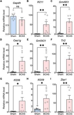 Frontiers | Cortex-specific transcriptome profiling reveals ...