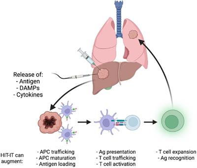 Frontiers | Modulating the tumor immune microenvironment with ...