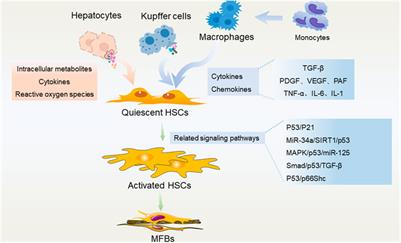 Frontiers | The role of p53 in liver fibrosis