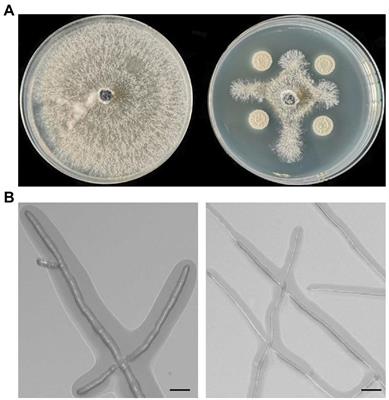 Frontiers | Biocontrol activity of Bacillus halotolerans strain Pl7 ...