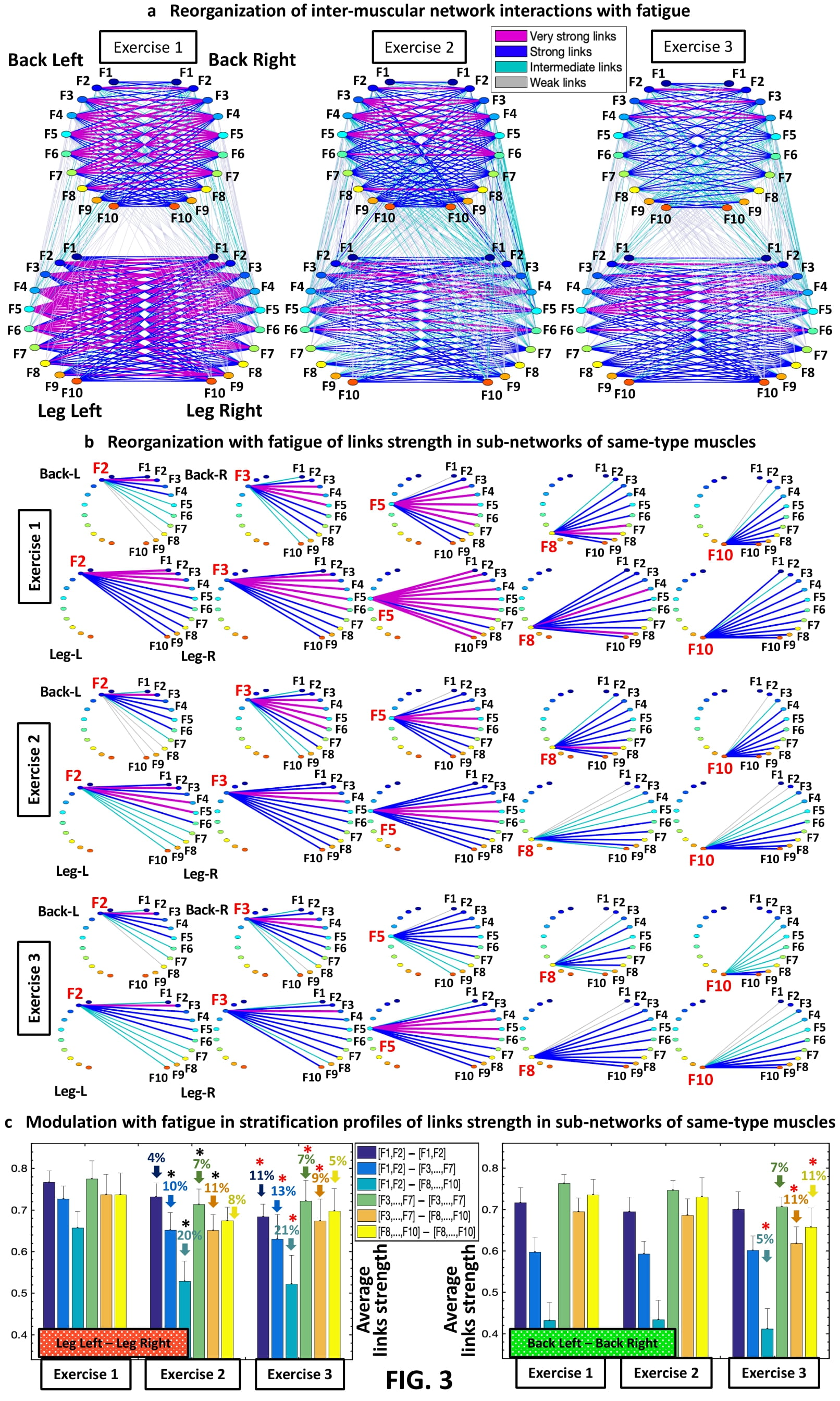 Frontiers | Inter-muscular networks of synchronous muscle fiber activation