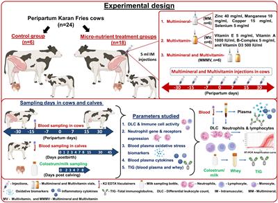 Frontiers | Repeated injection of multivitamins and multiminerals ...