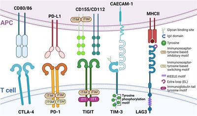 Frontiers | TIGIT signaling and its influence on T cell metabolism and ...
