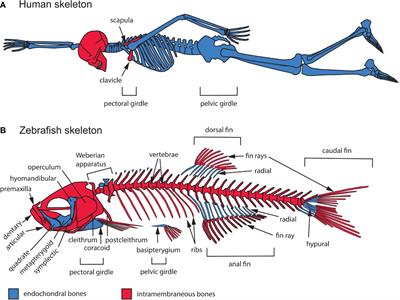 Frontiers | Zebrafish endochondral growth zones as they relate to human ...