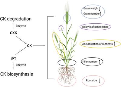 Frontiers | Mini review: Targeting below-ground plant performance to ...