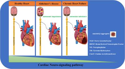 Frontiers | Autonomic nervous system and cardiac neuro-signaling ...