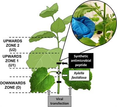Frontiers | Nicotiana benthamiana as a model plant host for Xylella ...