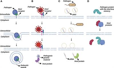Frontiers | Pathogen-driven cancers from a structural perspective ...