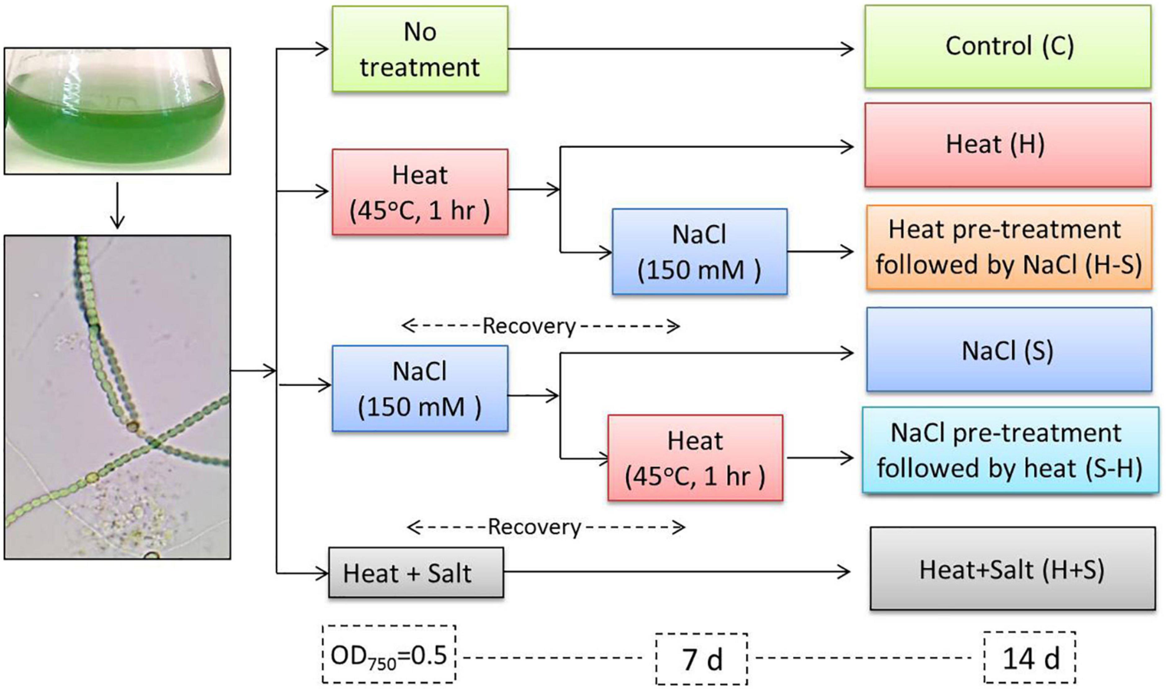 Frontiers | Salinity pretreatment synergies heat shock toxicity in ...