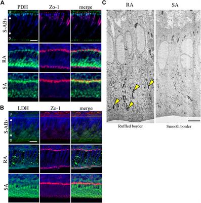 Frontiers | Energy metabolic shift contributes to the phenotype ...