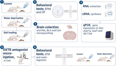 Frontiers | Water deprivation induces hypoactivity in rats ...